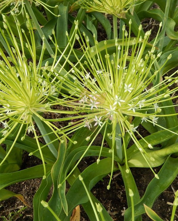 Czosnek Ozdobny Szuberta 'Arctic Snow' (rozmiar: 16/+) Wild Lilly ...