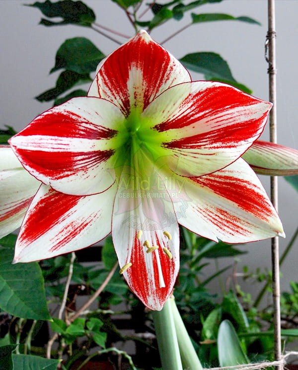 Amarylis 'Ambiance' - Ogromna cebulka rozmiar: 30/32+ Wild Lilly ...