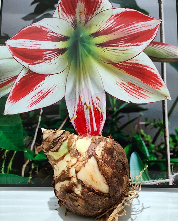 Amarylis 'Ambiance' - Ogromna cebulka rozmiar: 30/32+ Wild Lilly ...