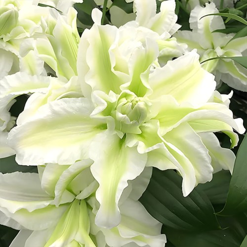 Lilia Pełna Orientalna 'Empress' (18/20) Wild Lilly | Cebulki-Kwiaty.pl ...