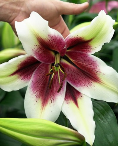Lilia Kolekcjonerska 'Zeba' (cebulka 18/20) Wild Lilly | Cebulki-Kwiaty ...