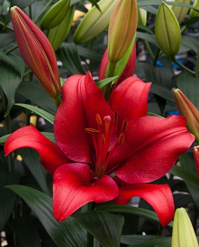 Lilia Azjatycka LA 'Pokerface' (22/+) Wild Lilly | Cebulki-Kwiaty.pl ...